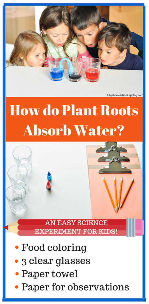 Plant Science Experiment: How do roots absorb water?